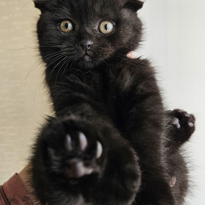 Замечательный Вислоухий Котенок