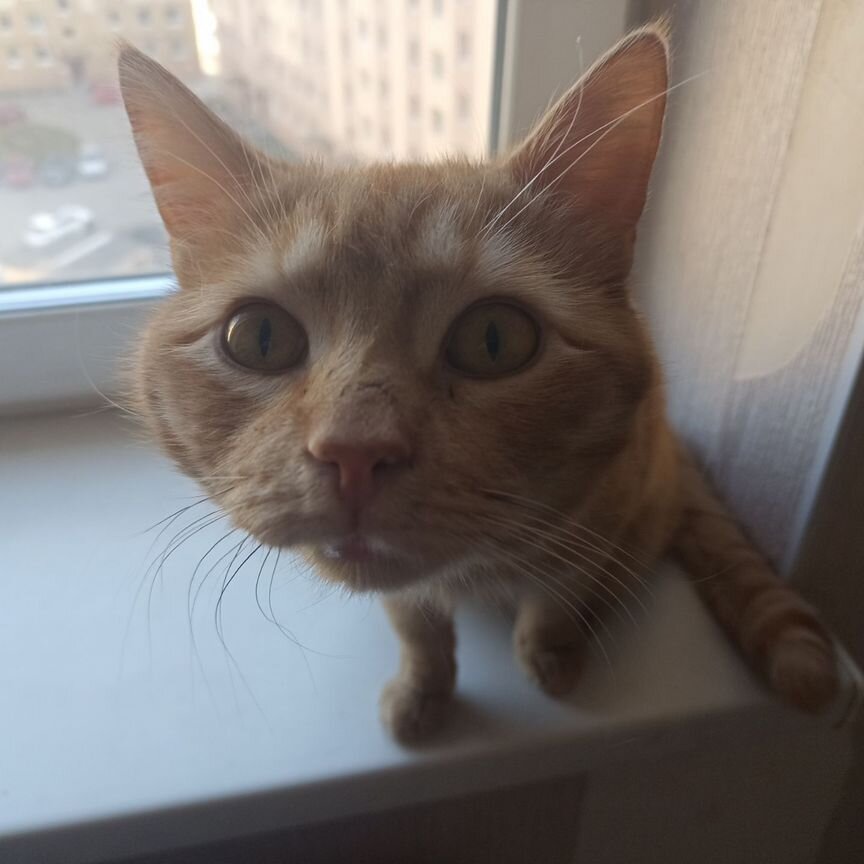Кот