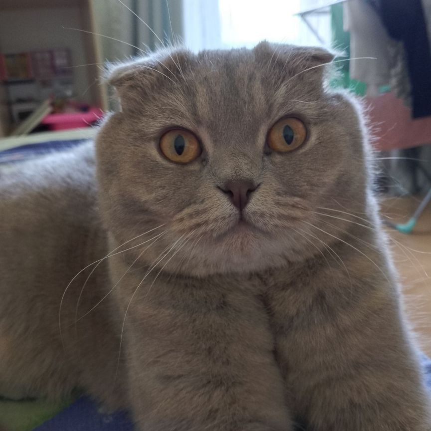 Отдам кота в добрые руки