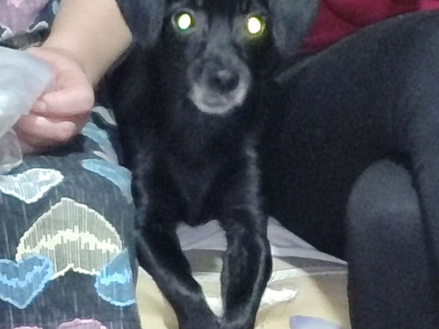 Собака