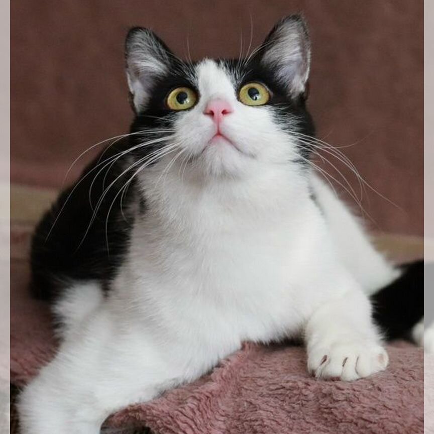 Взрослый кот в добрые руки