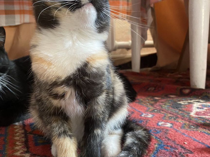 Котенок трех цветный