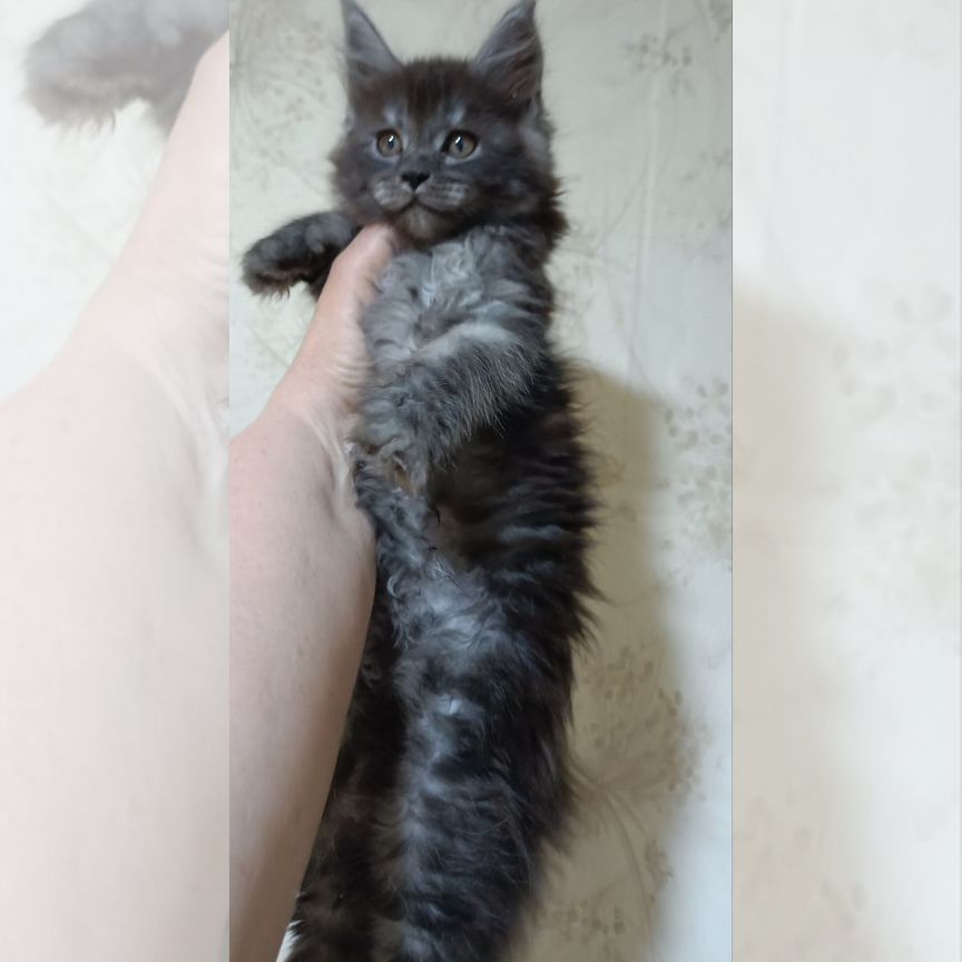 Котята мейн-кун