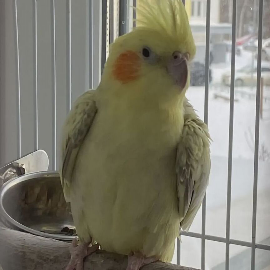 Попугай корелла с клеткой