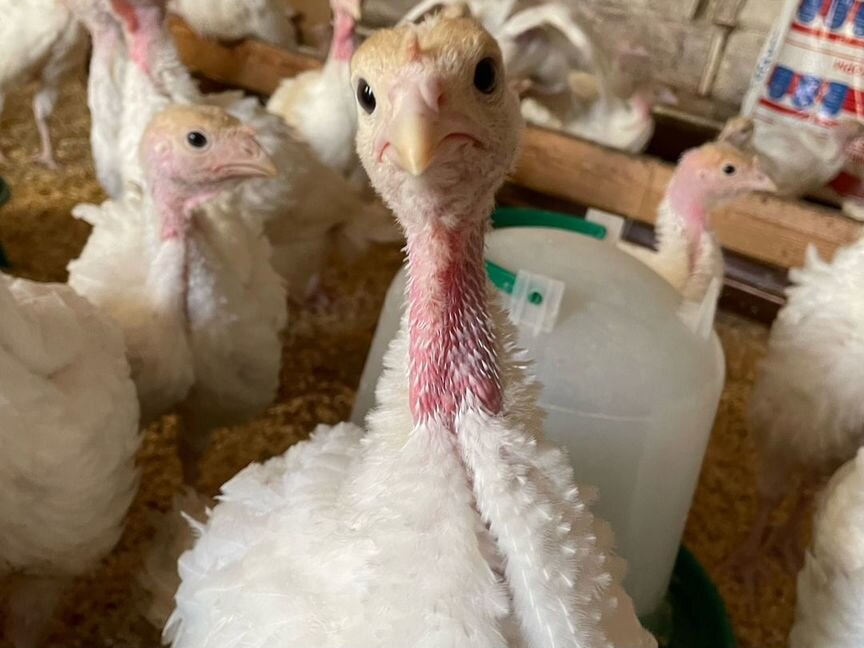 Индюки индюшата