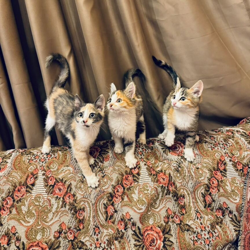 Котята-девочки