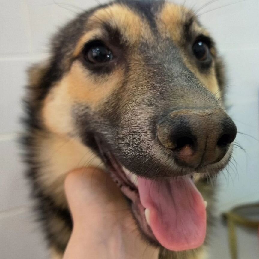 Взрослая собака в добрые руки