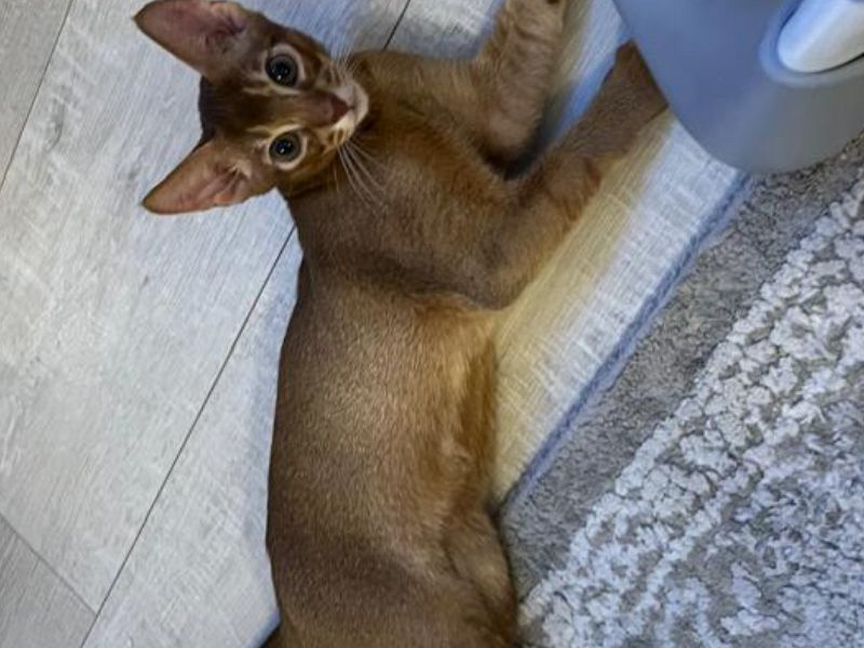 Абиссинские котята
