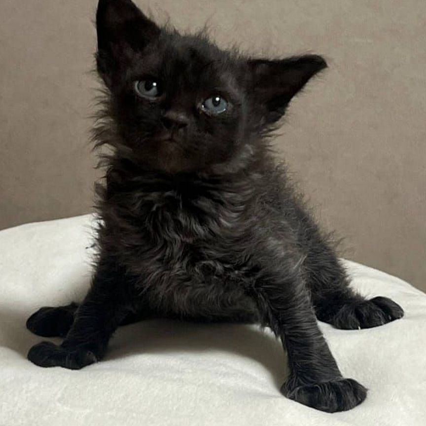 Донской сфинкс котёнок