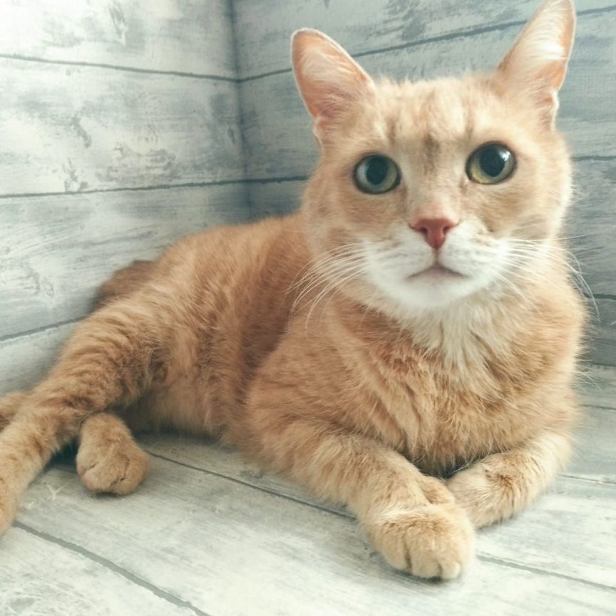 Котик ищет дом