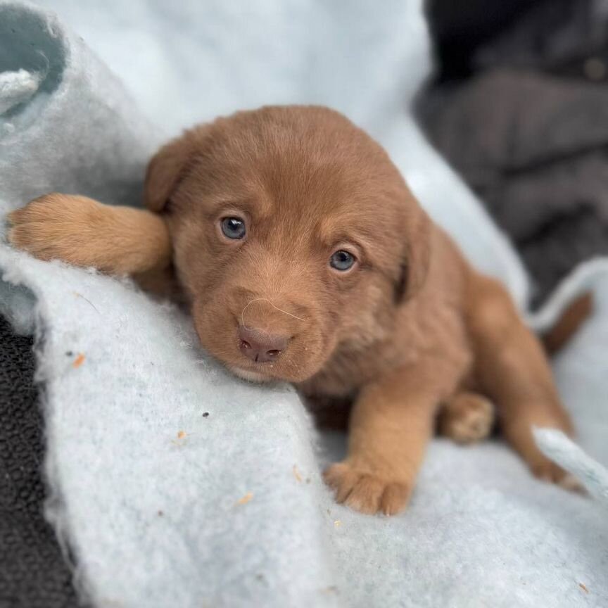 Щенята в поисках дома