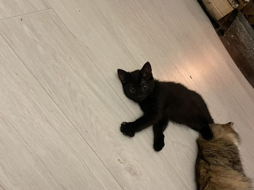 Котёнок "Ночка"