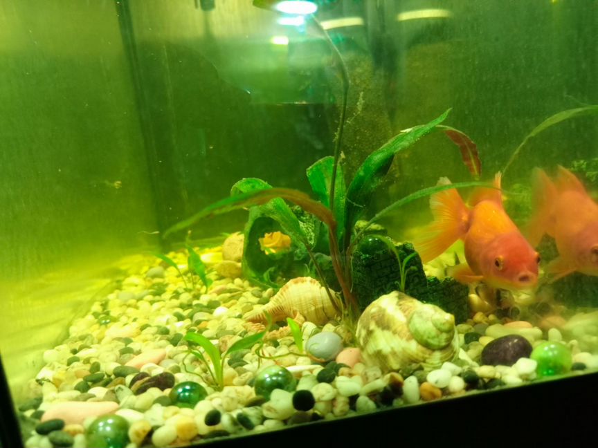 Аквариум с рыбками