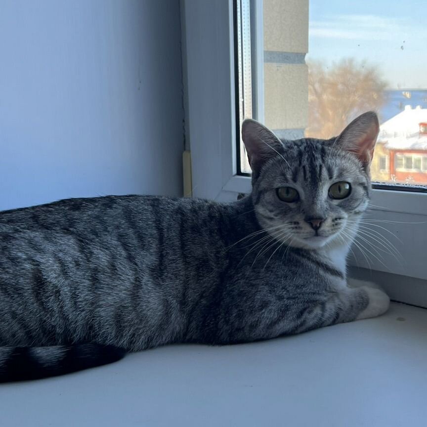 Кошка ищет дом