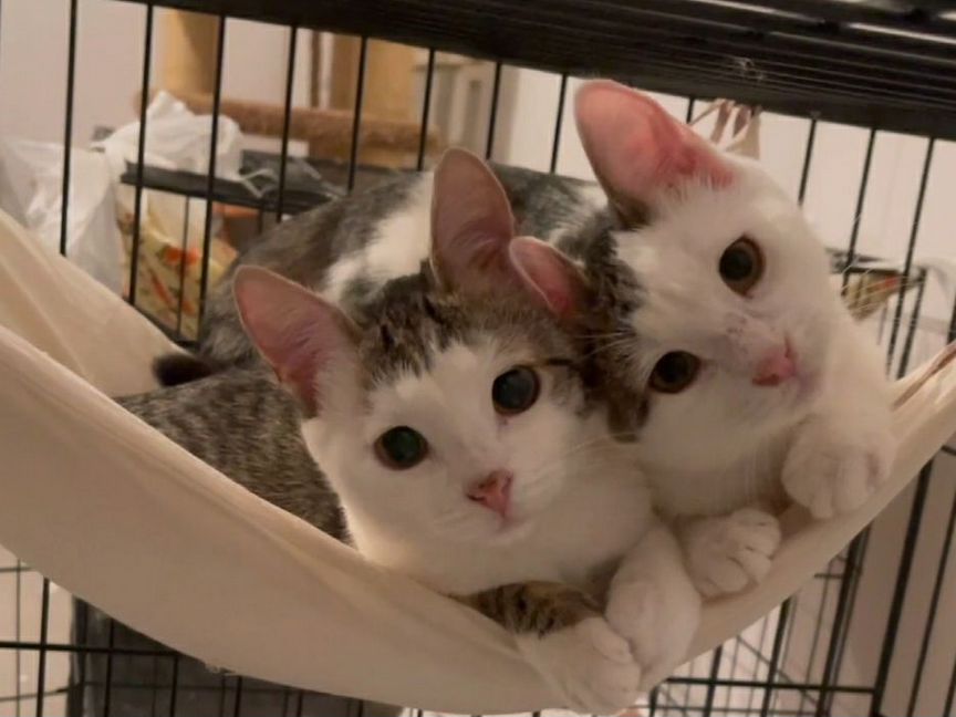 Котята Булочка с Корицей из приюта