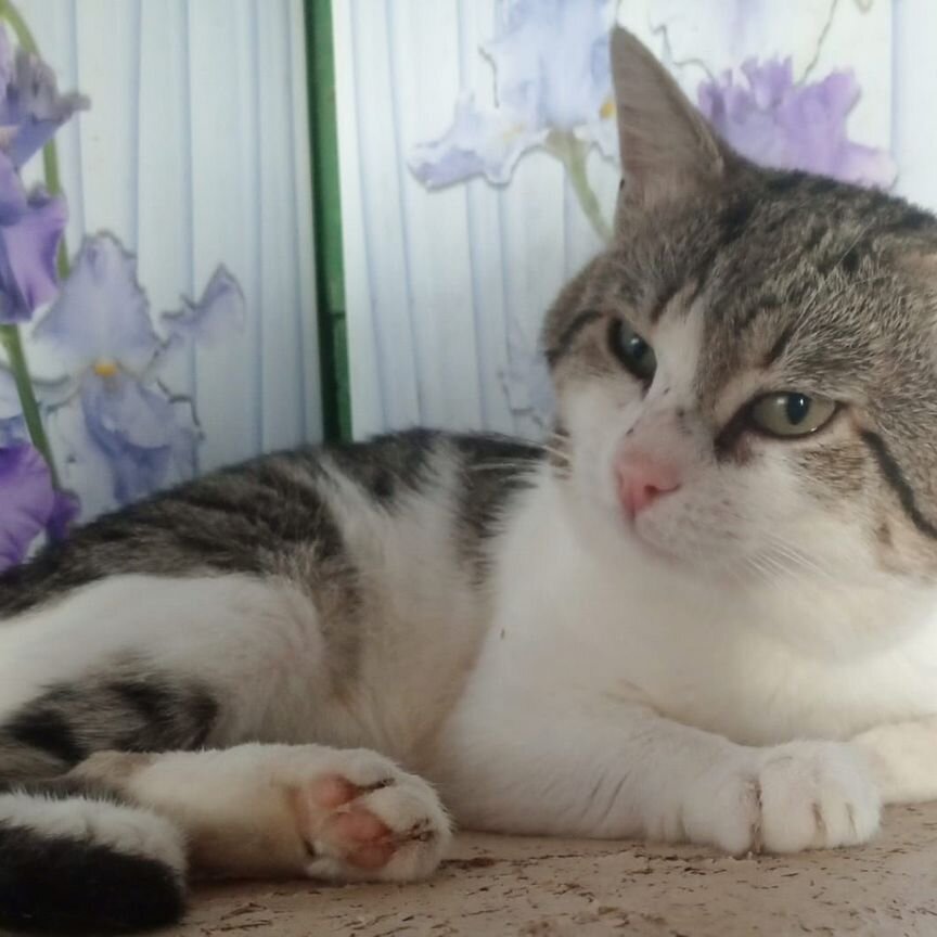 Котики бесплатно