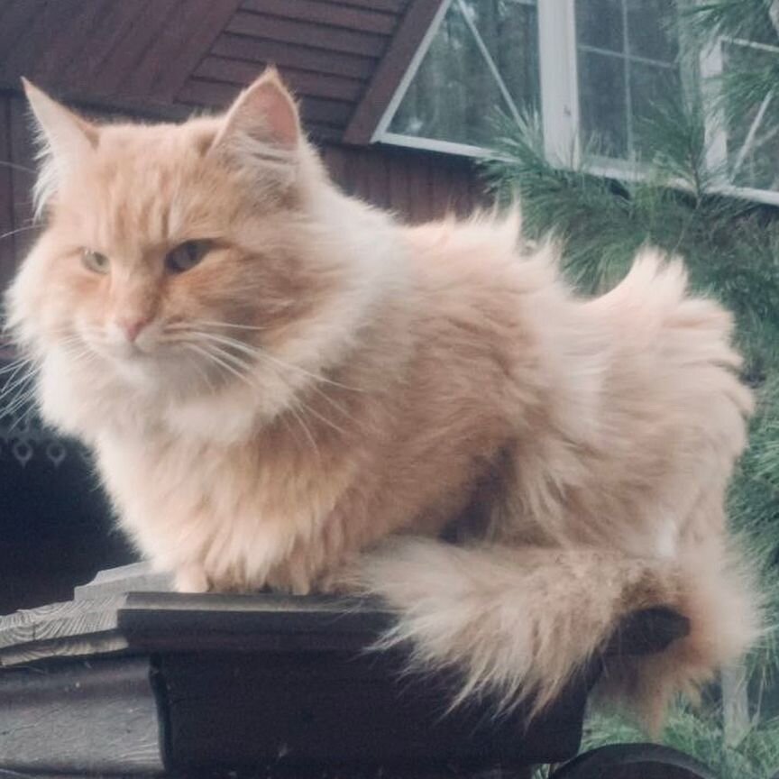 Взрослый кот в добрые руки