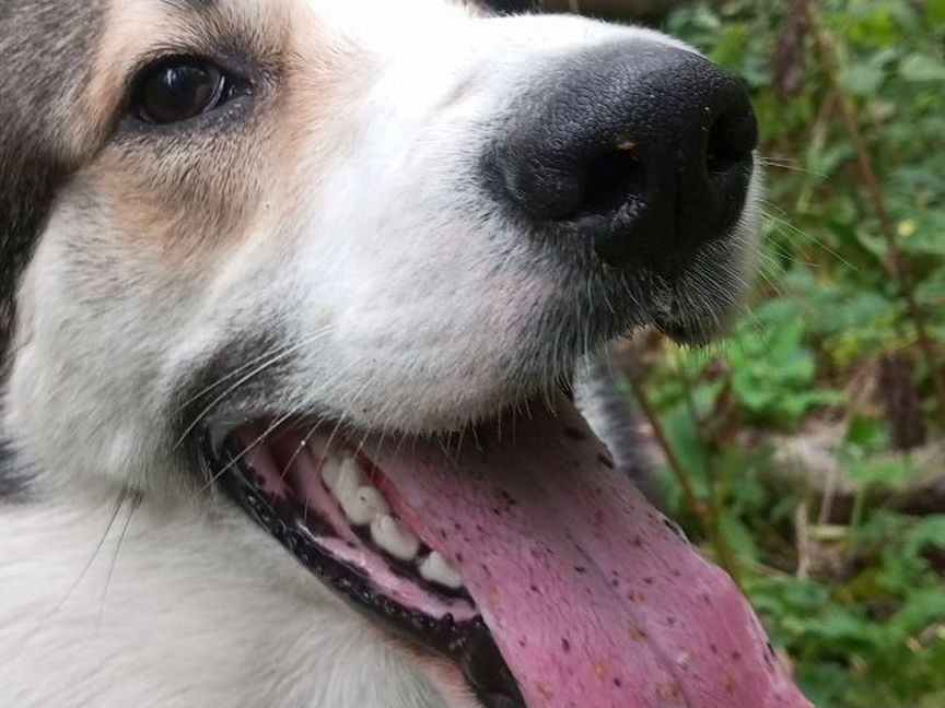 Лайка зсл вязка