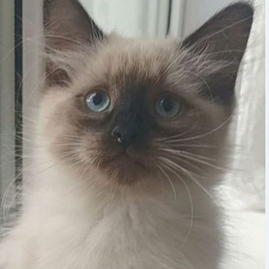 Невский маскарадный котёнок