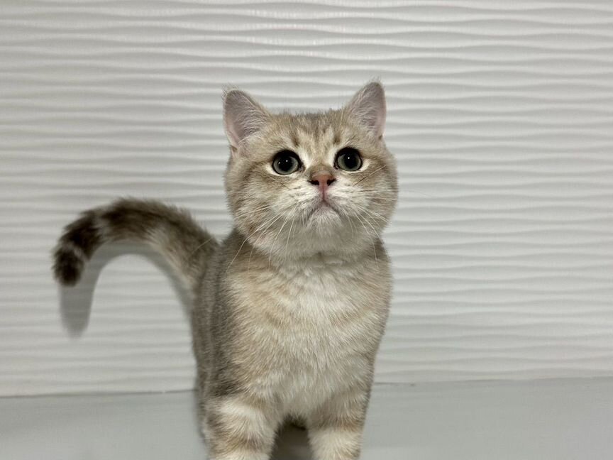 Британские котята