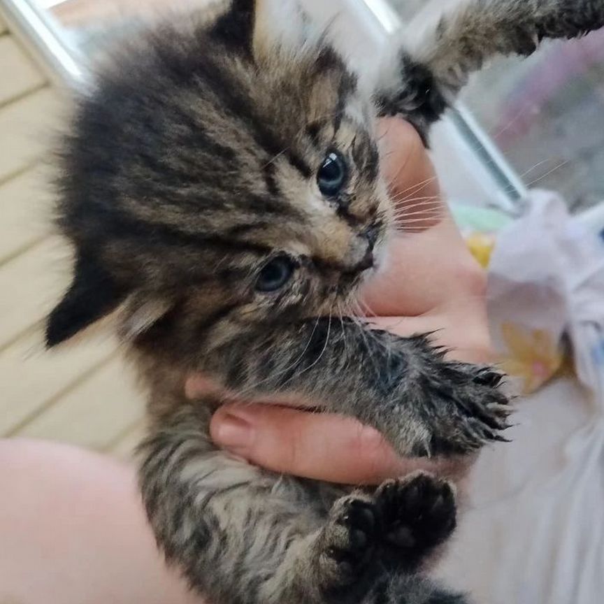 Котёнок в добрые руки