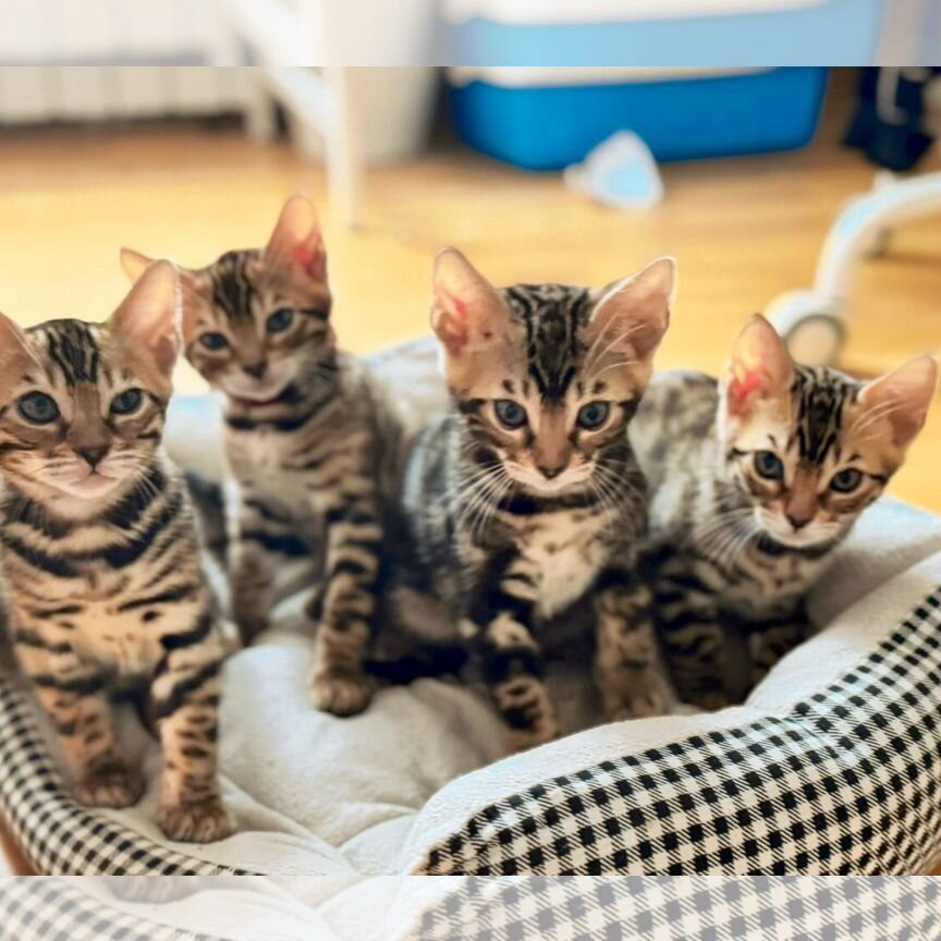 Бенгальские котята