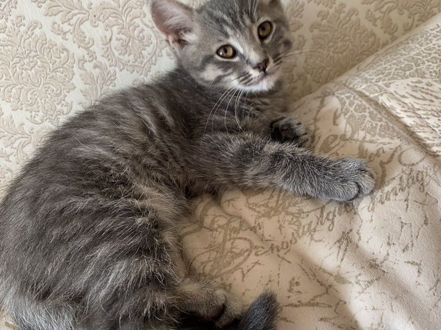 Котята