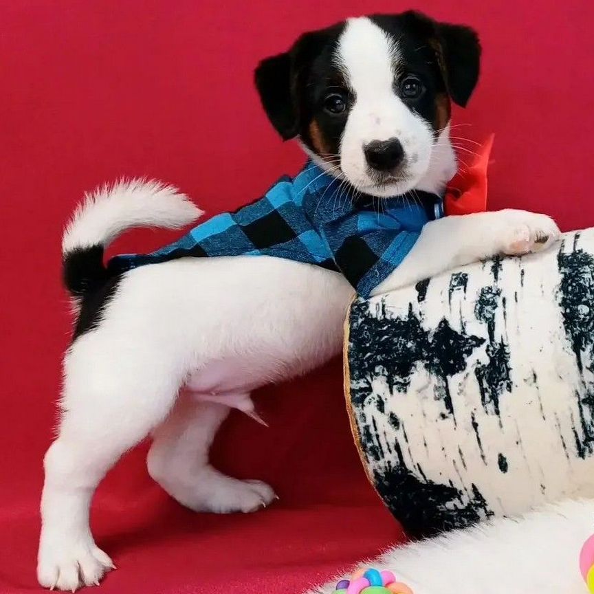 Джек-рассел-терьер, щенок