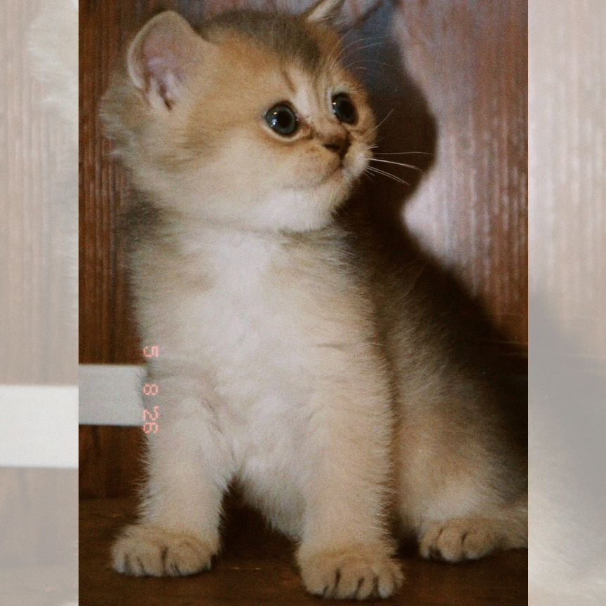 Шотландский прямоухий короткошёрстный котёнок