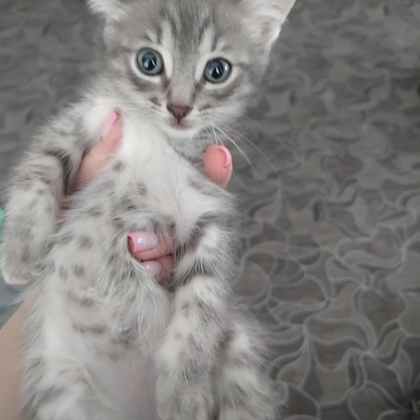 Отдам котенка в добрые руки