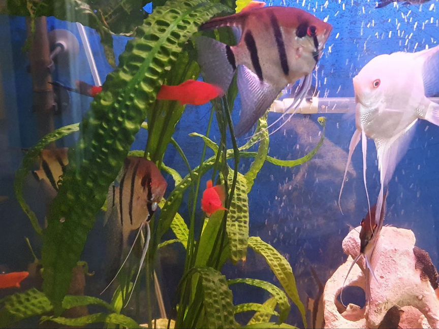 Скалярии манакапуру