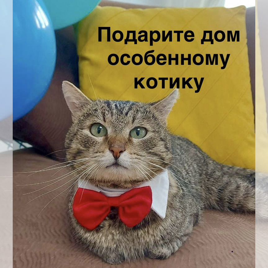 Европейский короткошёрстный, взрослый кот