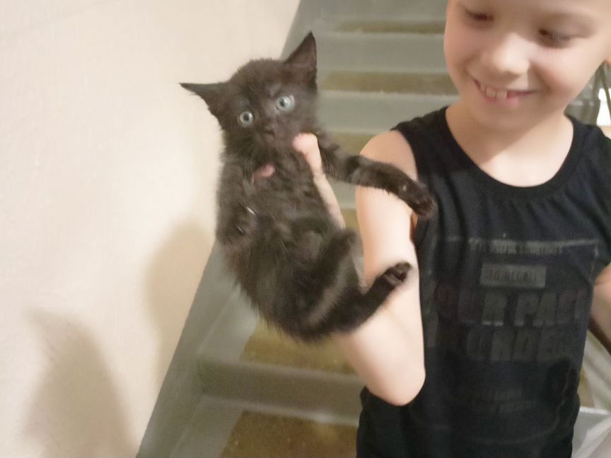 Котенок черный 1 месяц