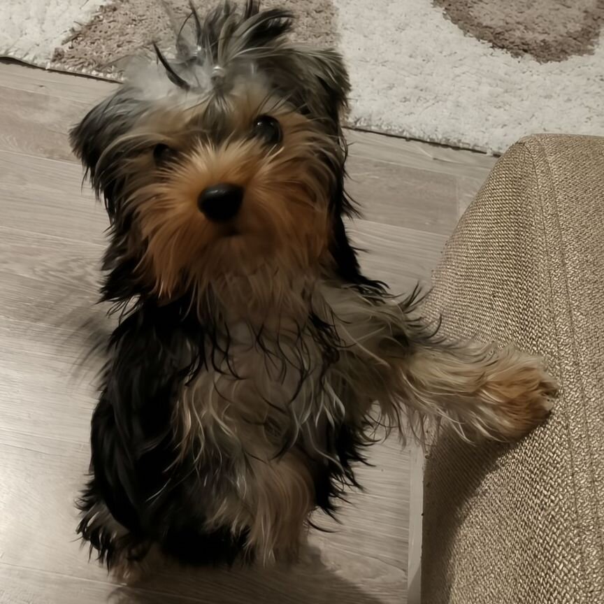 Йоркширский терьер, щенок