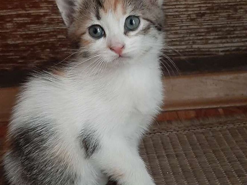 Кошка