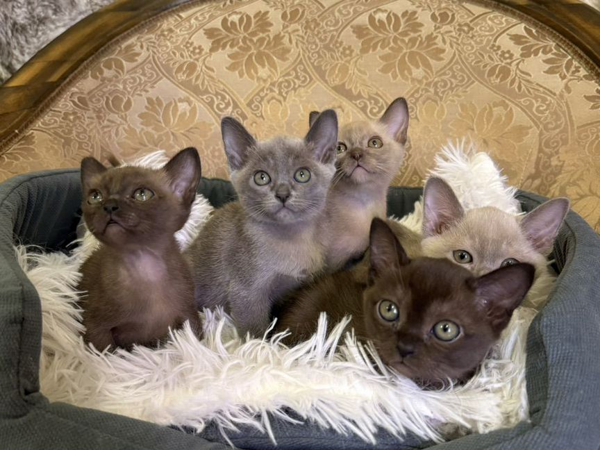 Бурманские котята