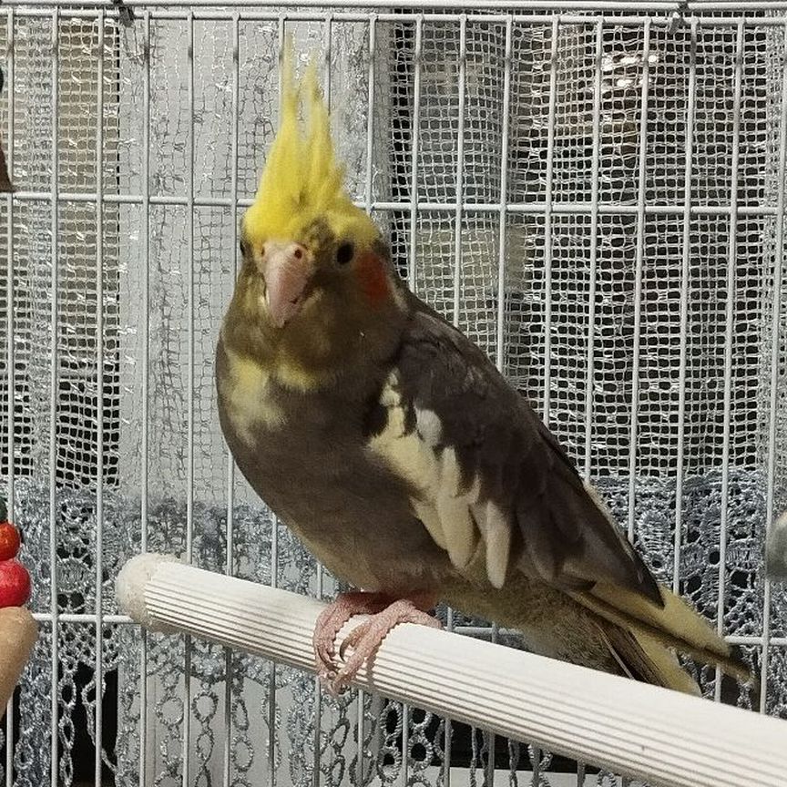 Попугай корелла самка