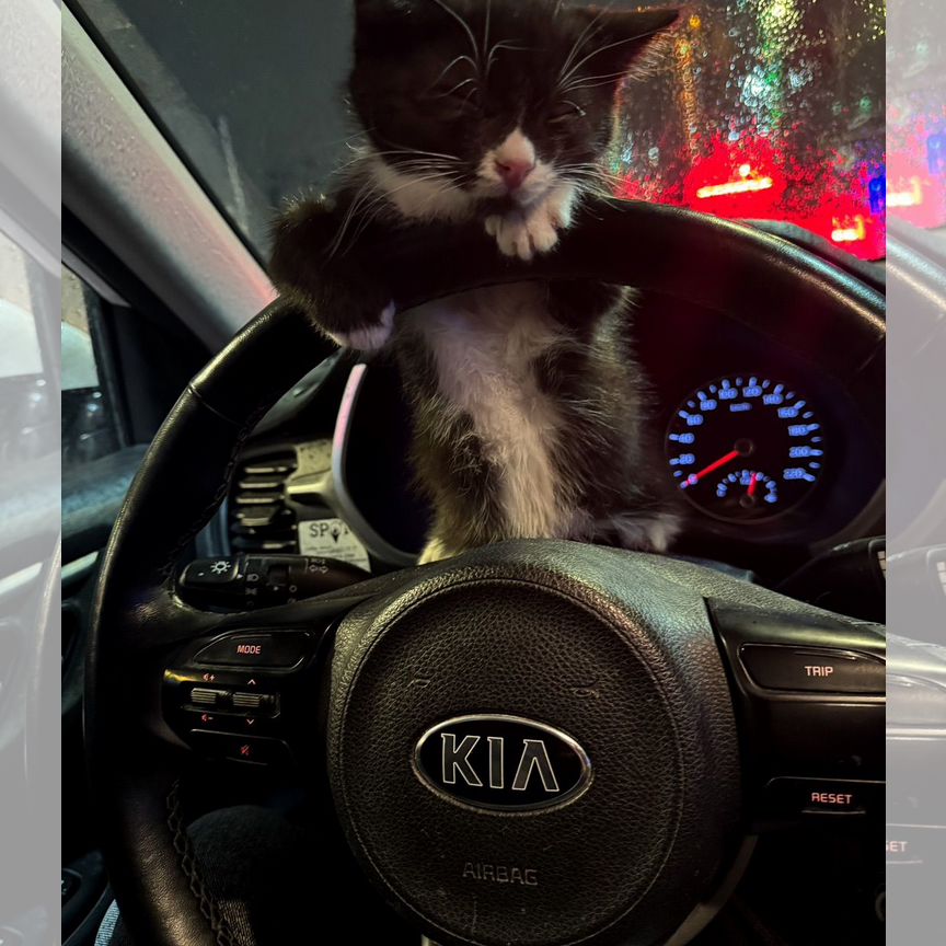 Котёнок в добрые руки