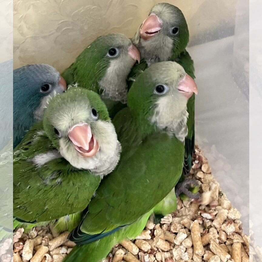 Попугай монах выкормыш