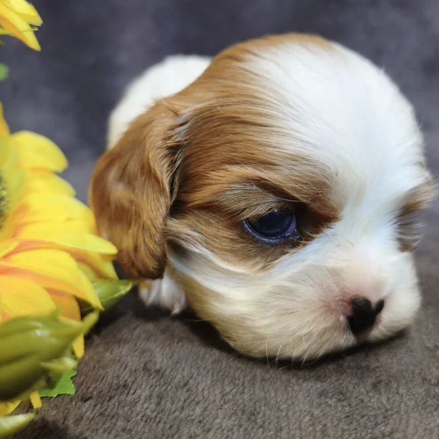 Кавалер кинг-чарльз-спаниель, щенок