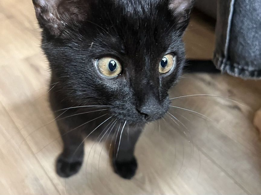 Котенок, мальчик, 4-5 мес