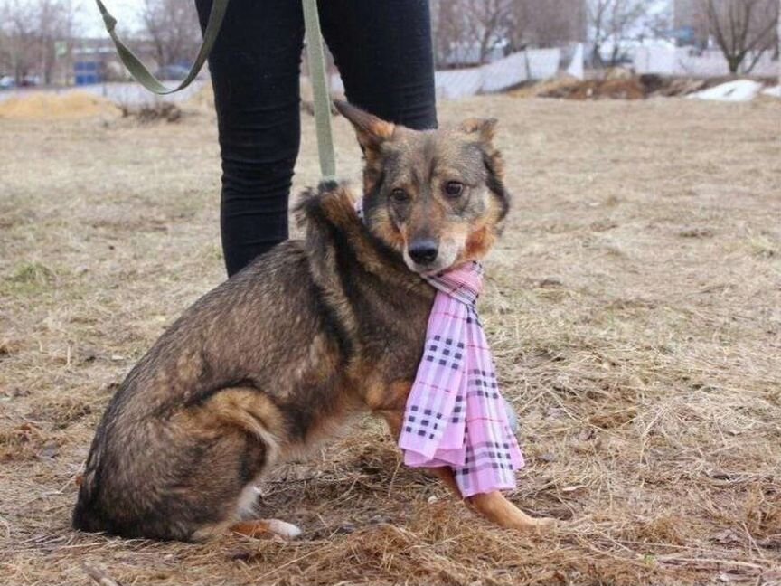 Нужна помощь собачке