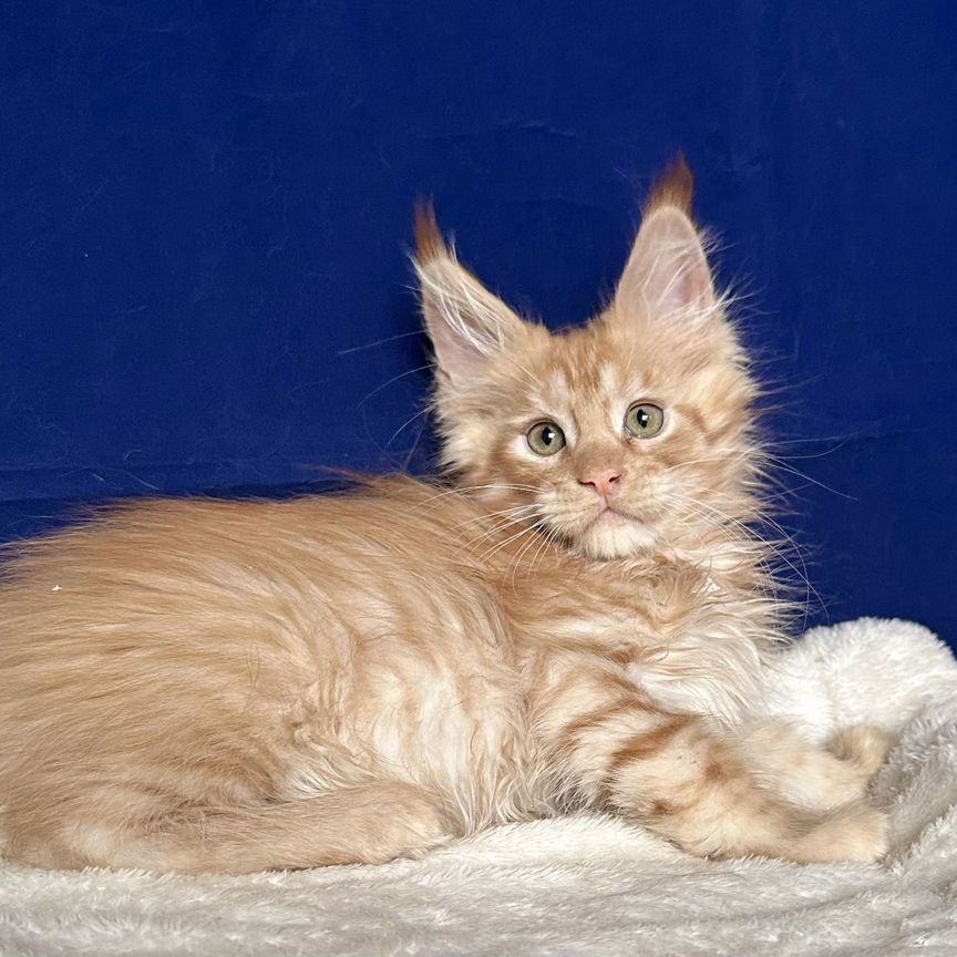 Котики мейн куны