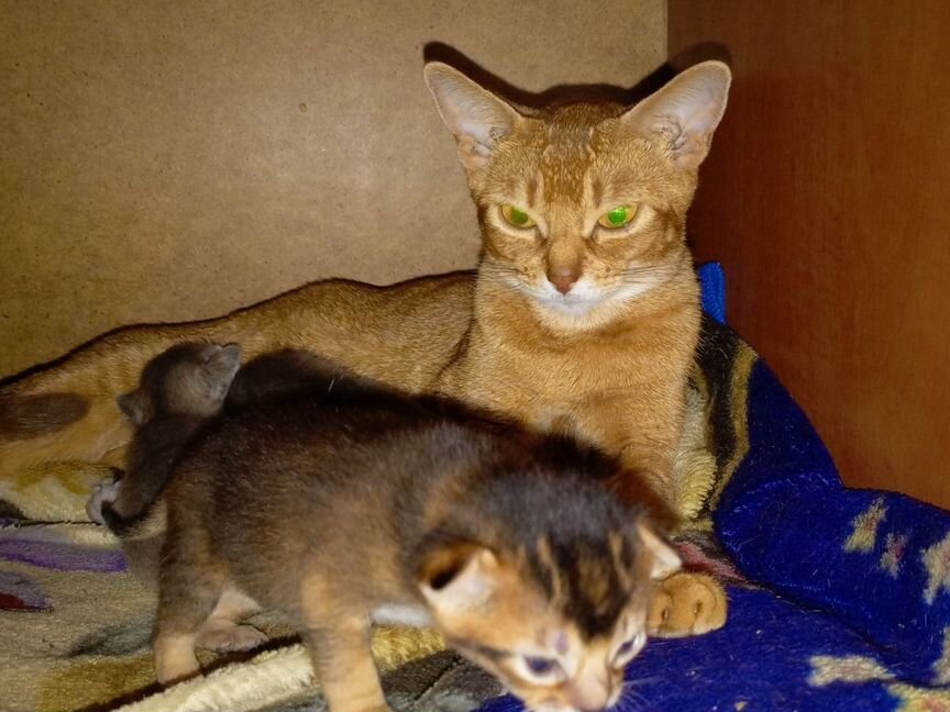 Абесинские котята