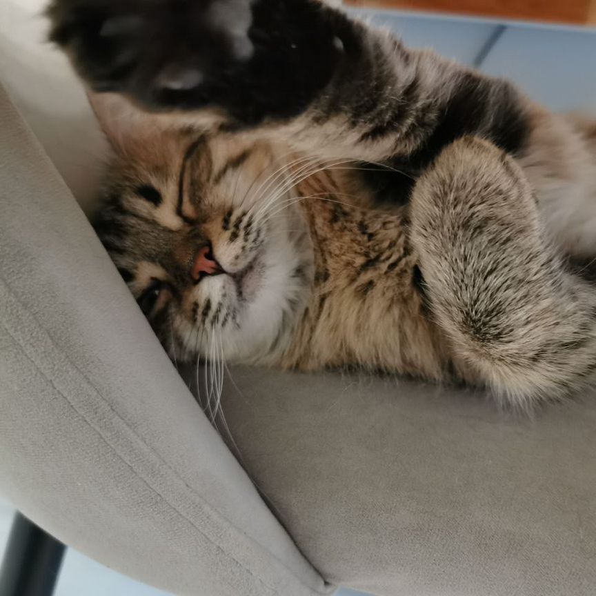 Кошечка в добрые руки