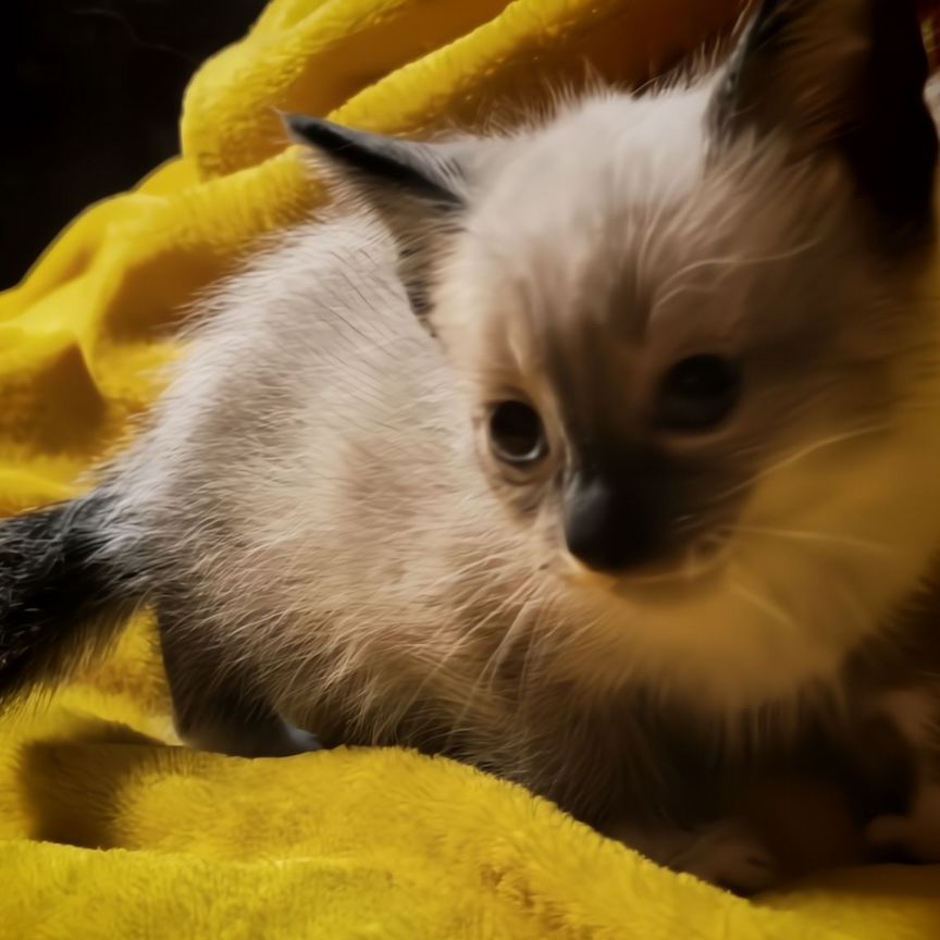 Котёнок в добрые руки