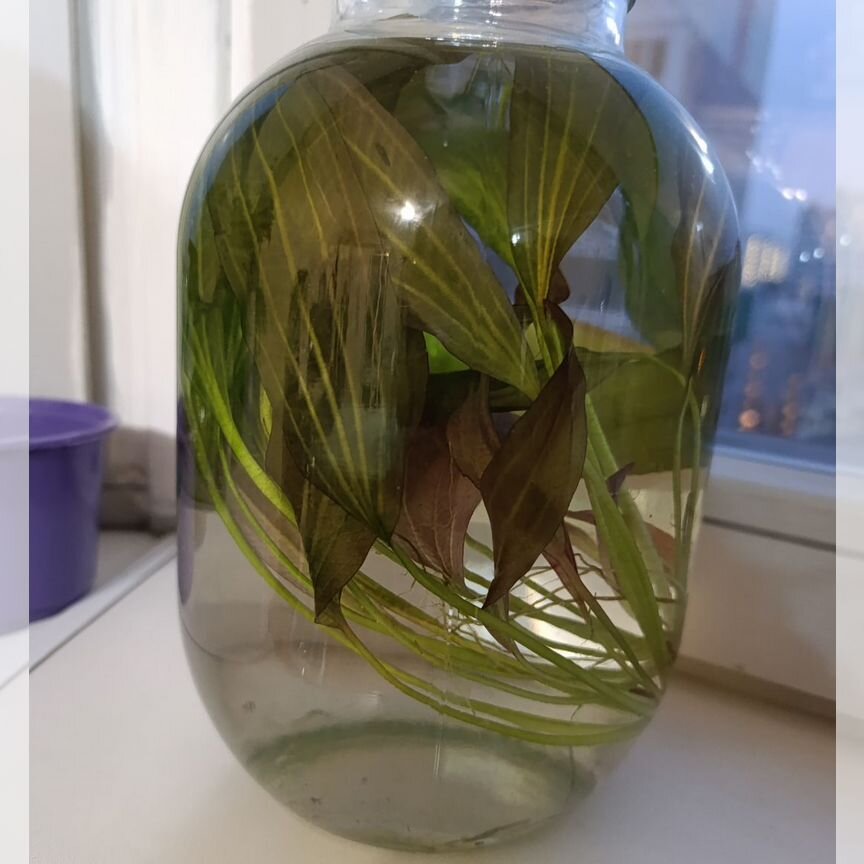 Аквариумное растение