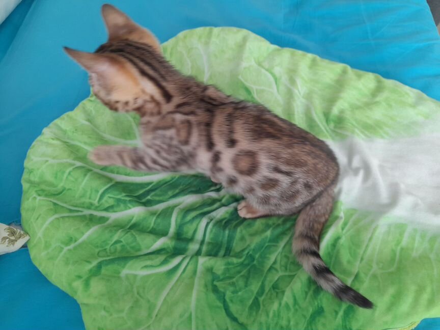 Кошка