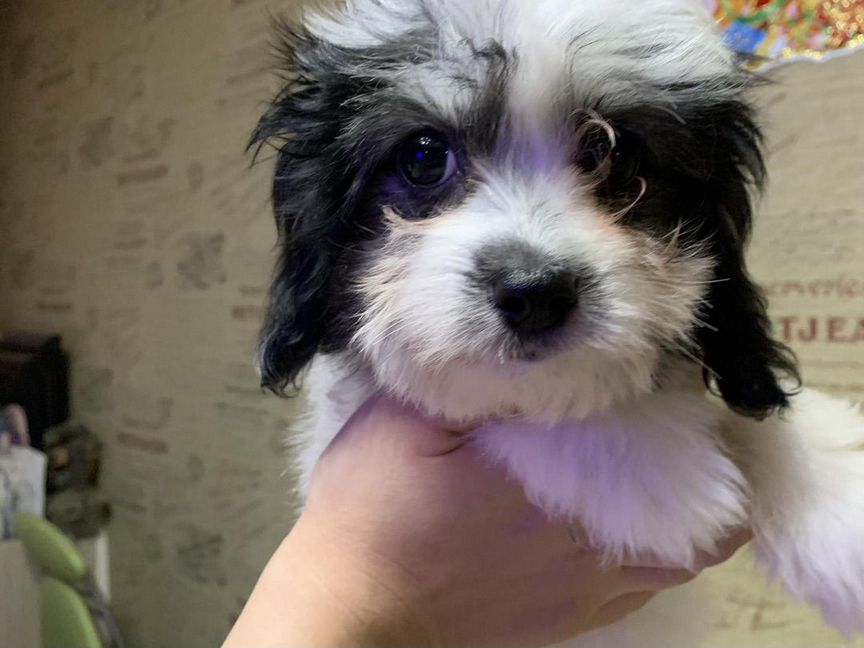 Бишон панда