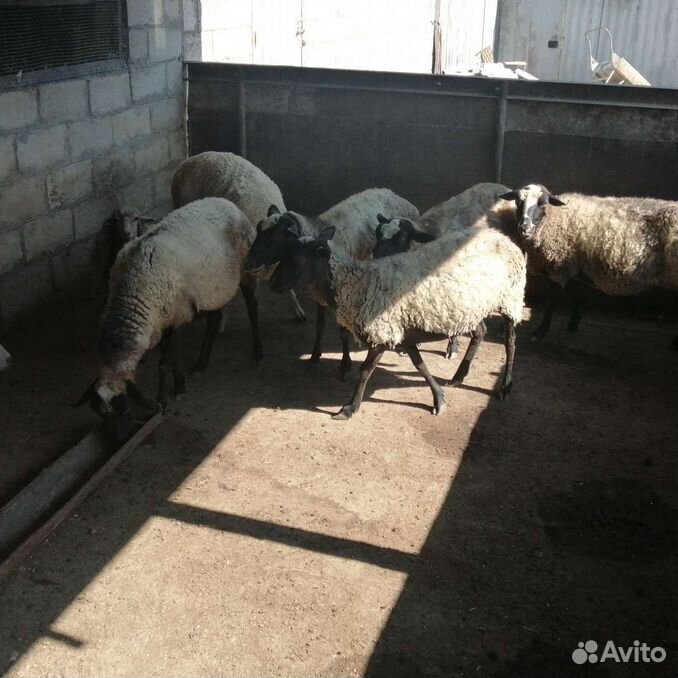 Романовские овцы
